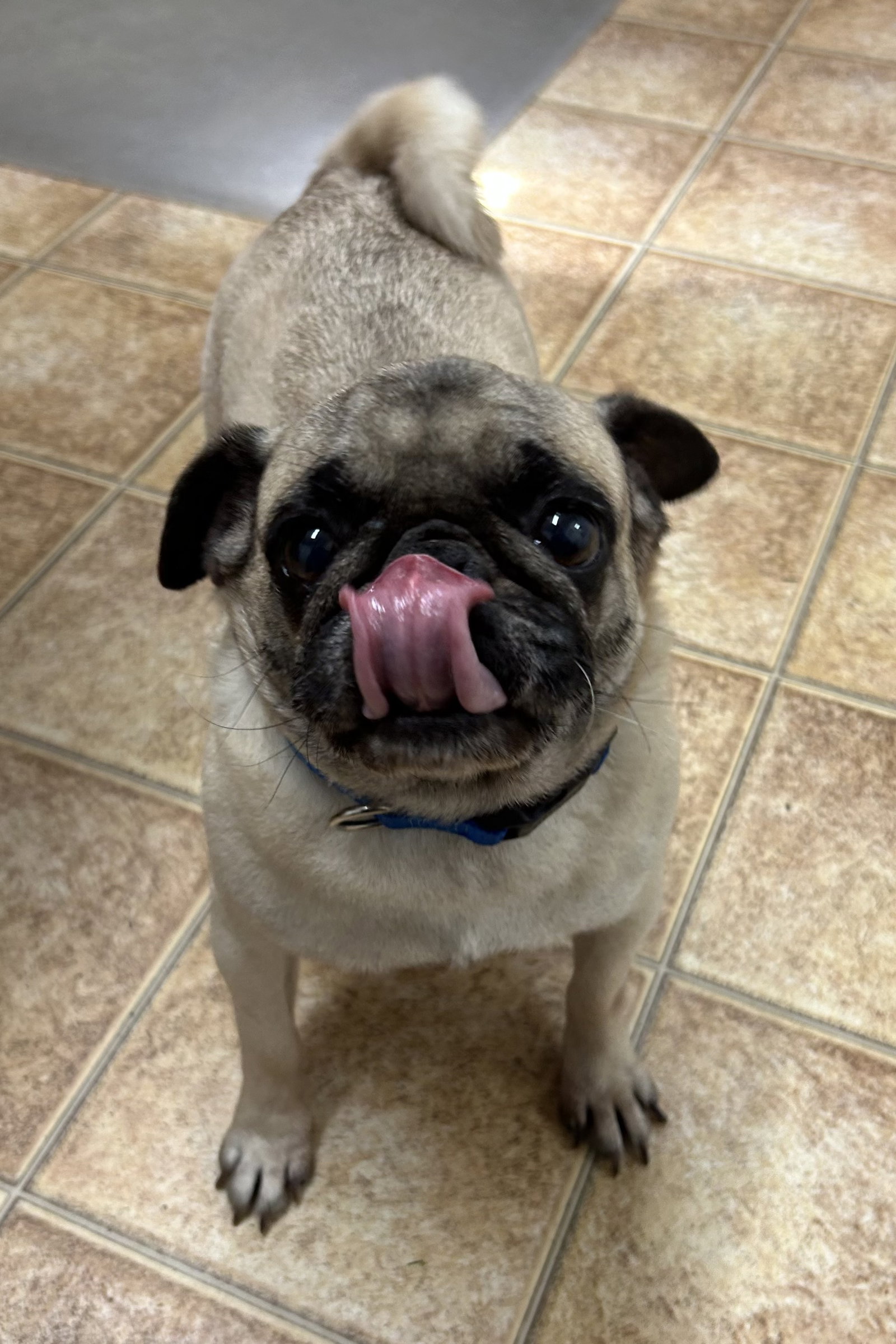 Dog for Adoption - Mandy, a Pug in Du Quoin, IL | Alpha Paw