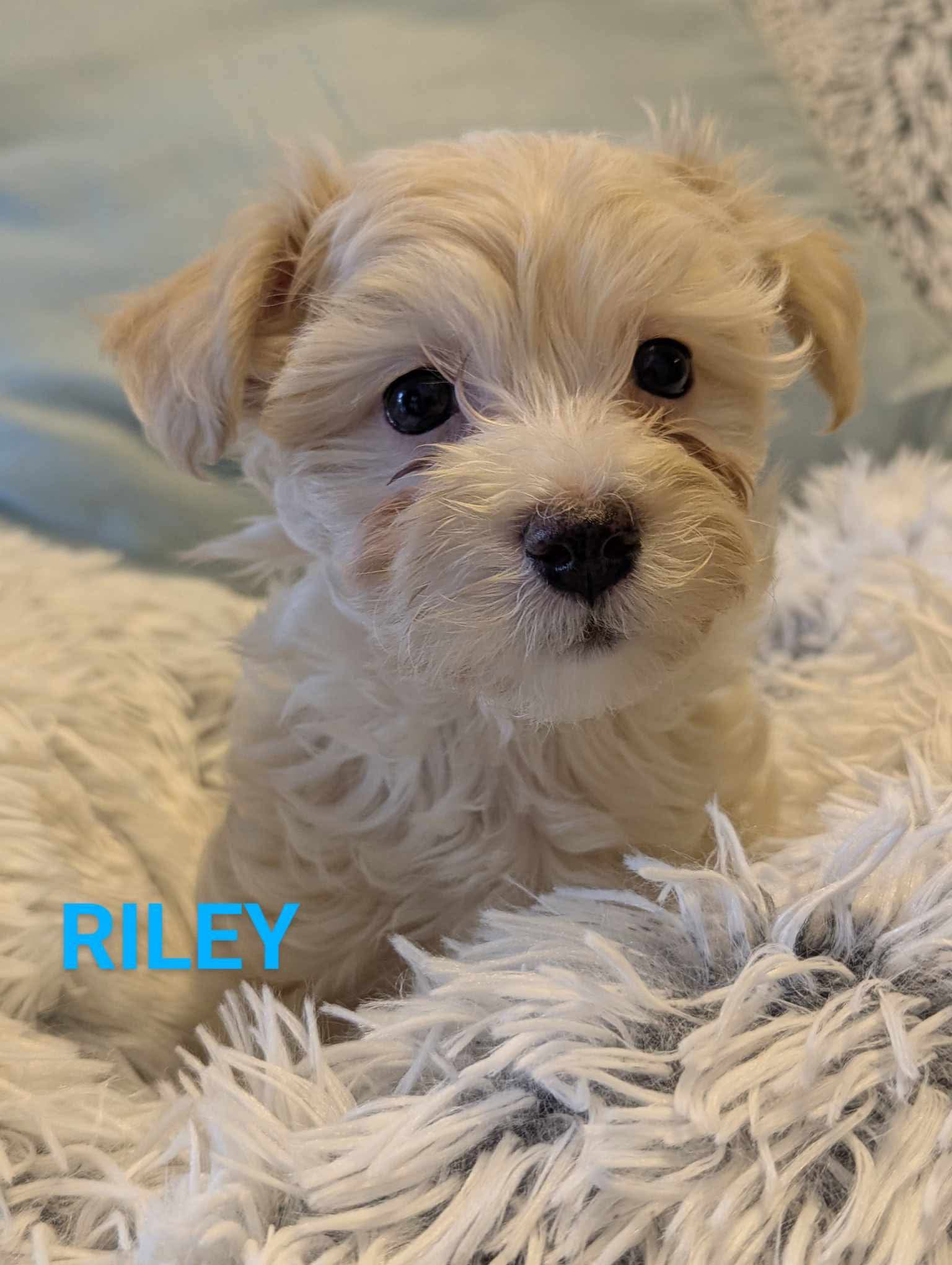 Riley's Web Page