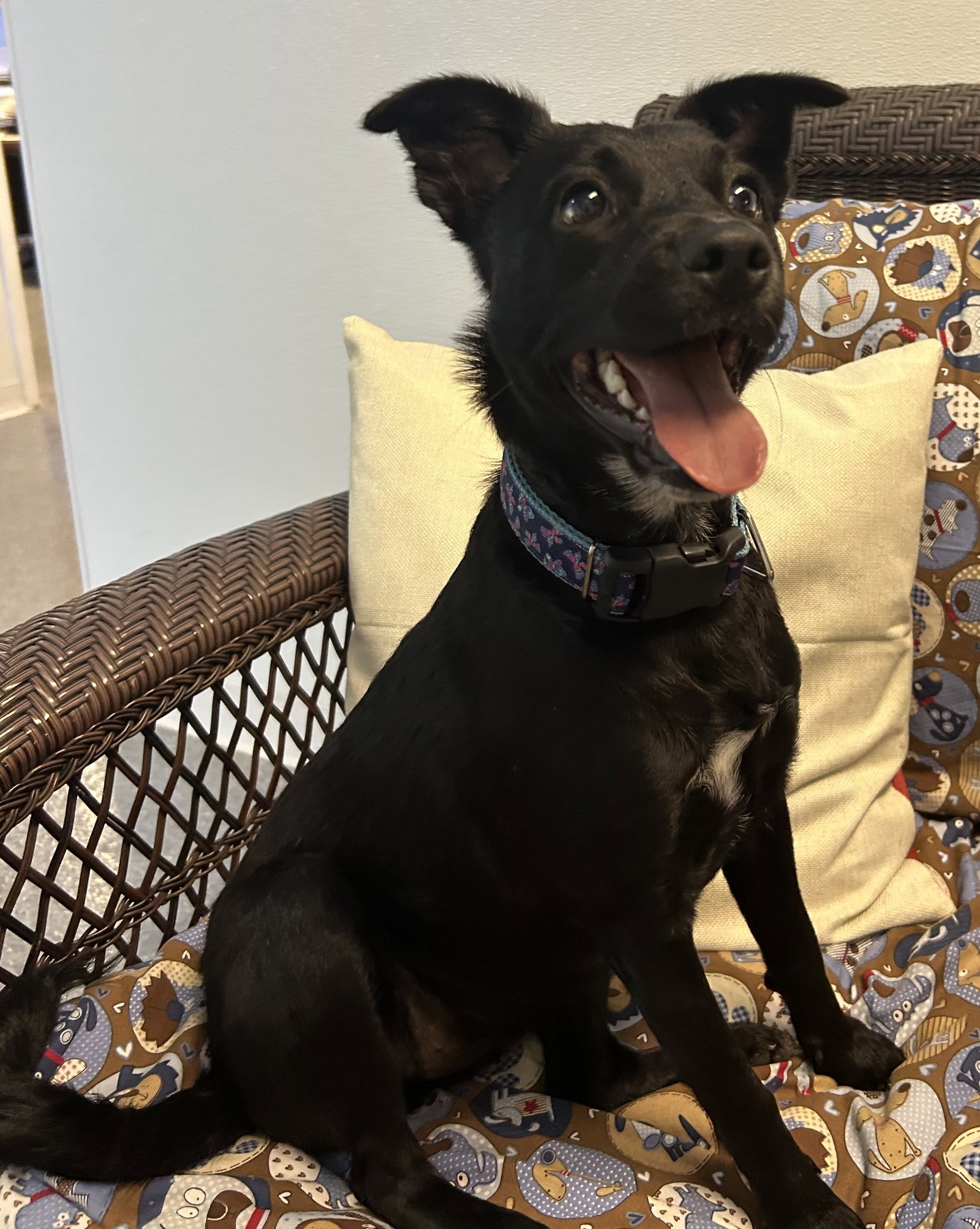 Zuri's Web Page