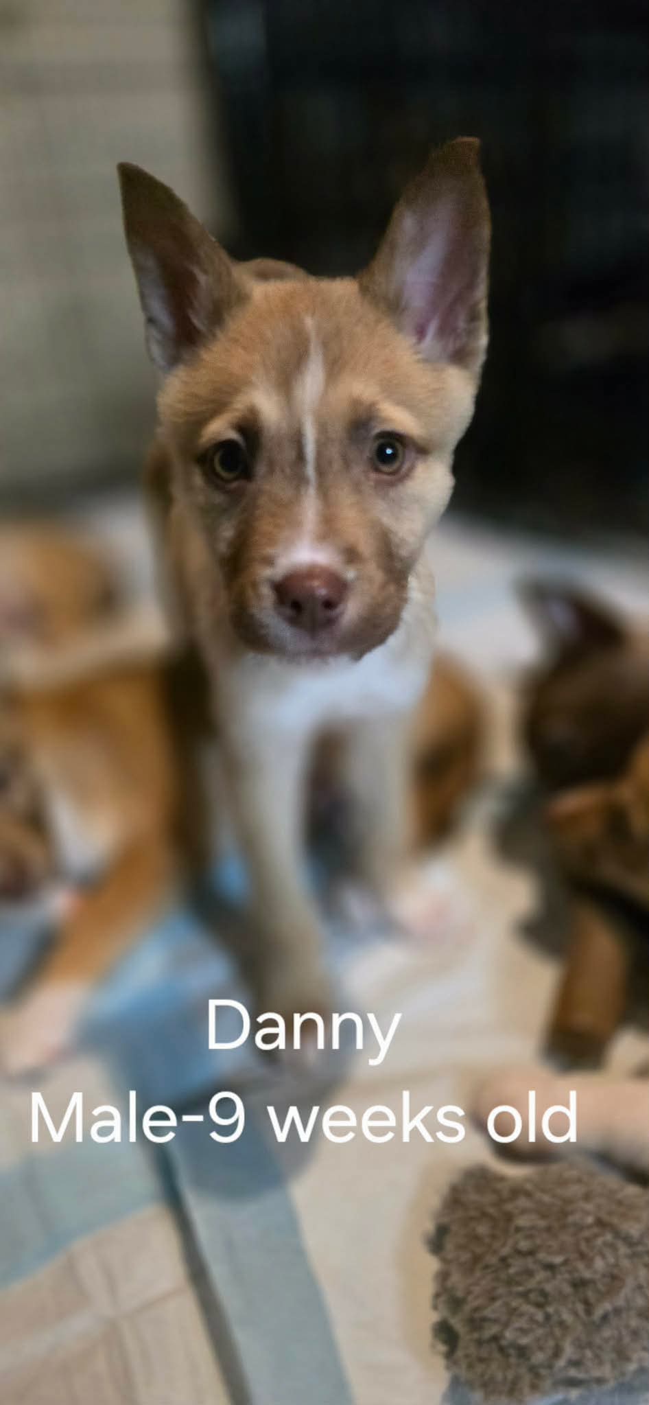 Danny's Web Page