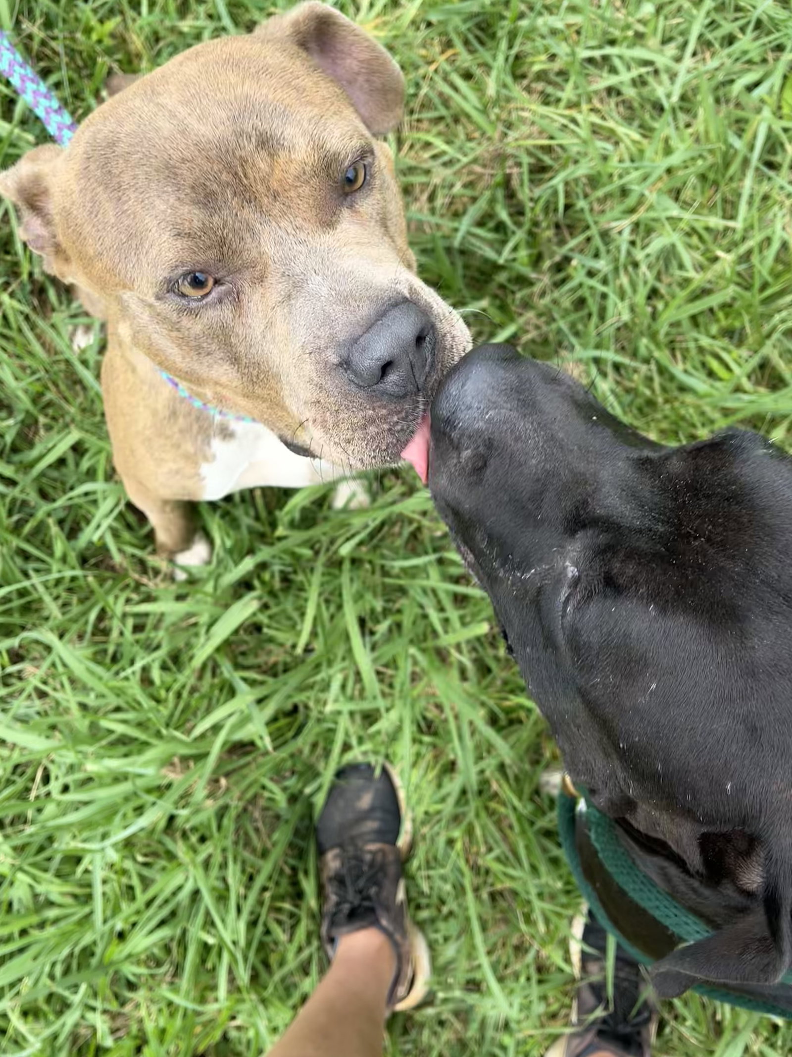 Dog for Adoption - Sapphire, a Terrier in Russell County, AL | Alpha Paw