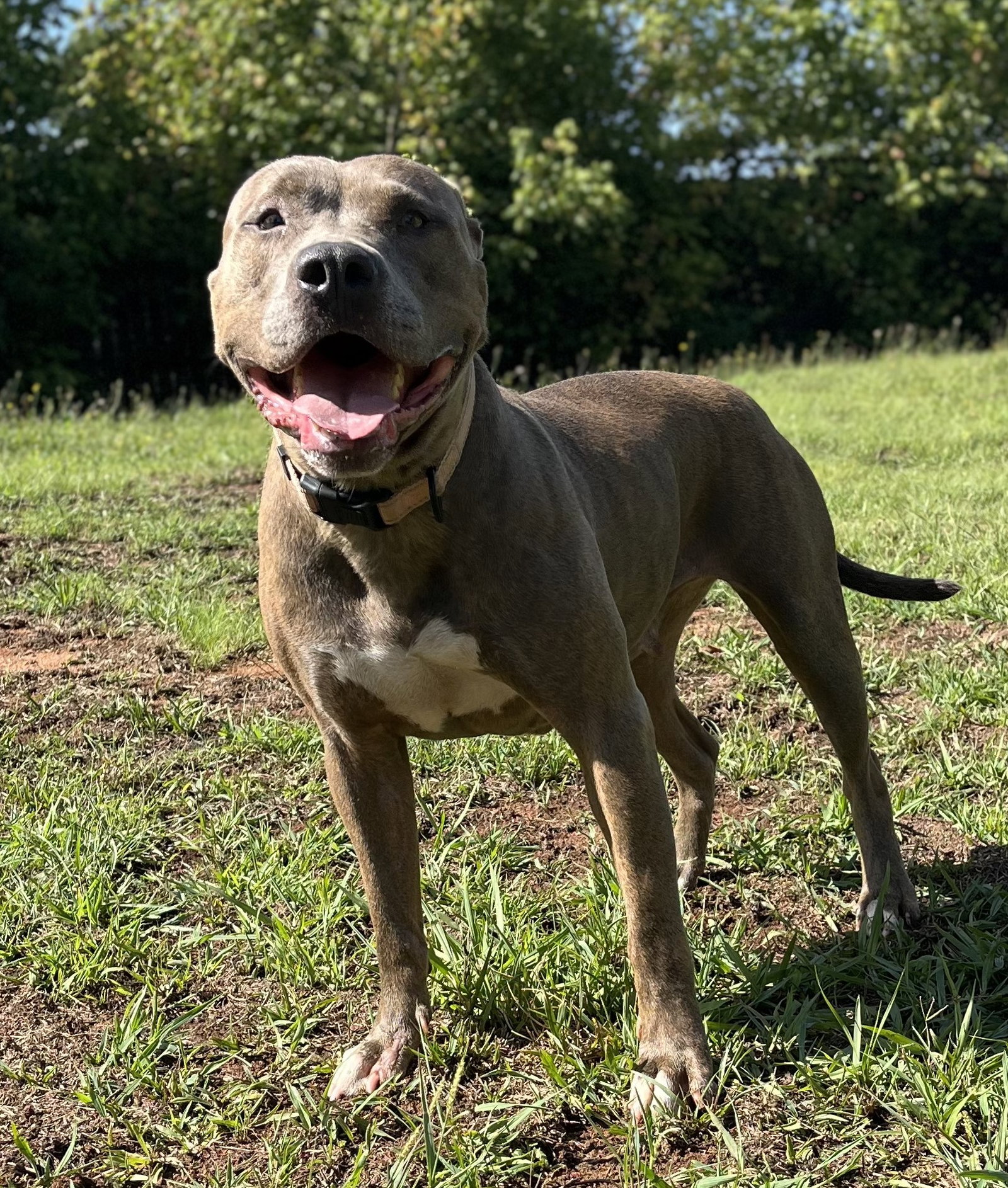 Dog for Adoption - Sapphire, a Terrier in Florence, AL | Alpha Paw