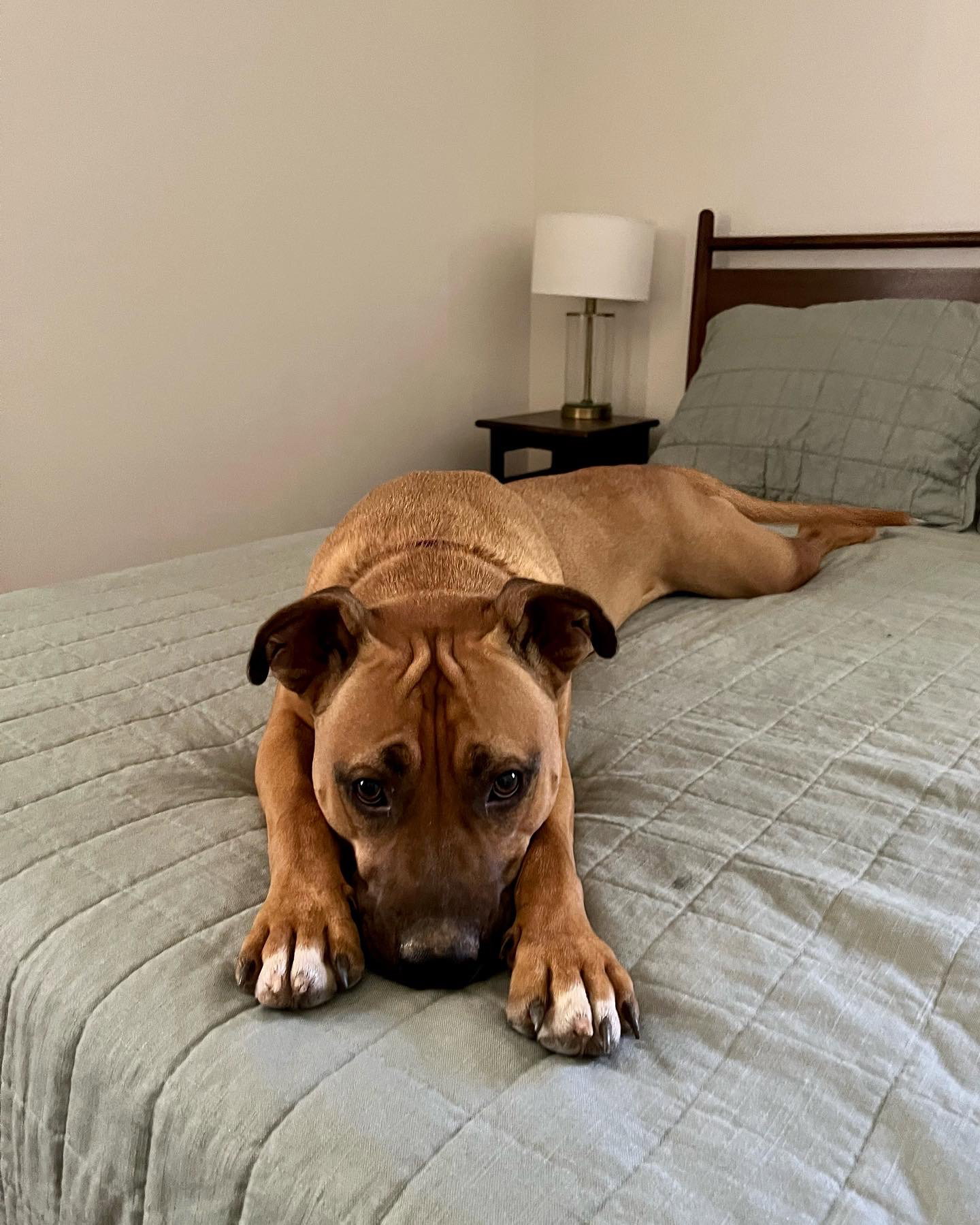Dog for Adoption - Murphy *FOSTER NEEDED TOO!, a Black Mouth Cur in ...