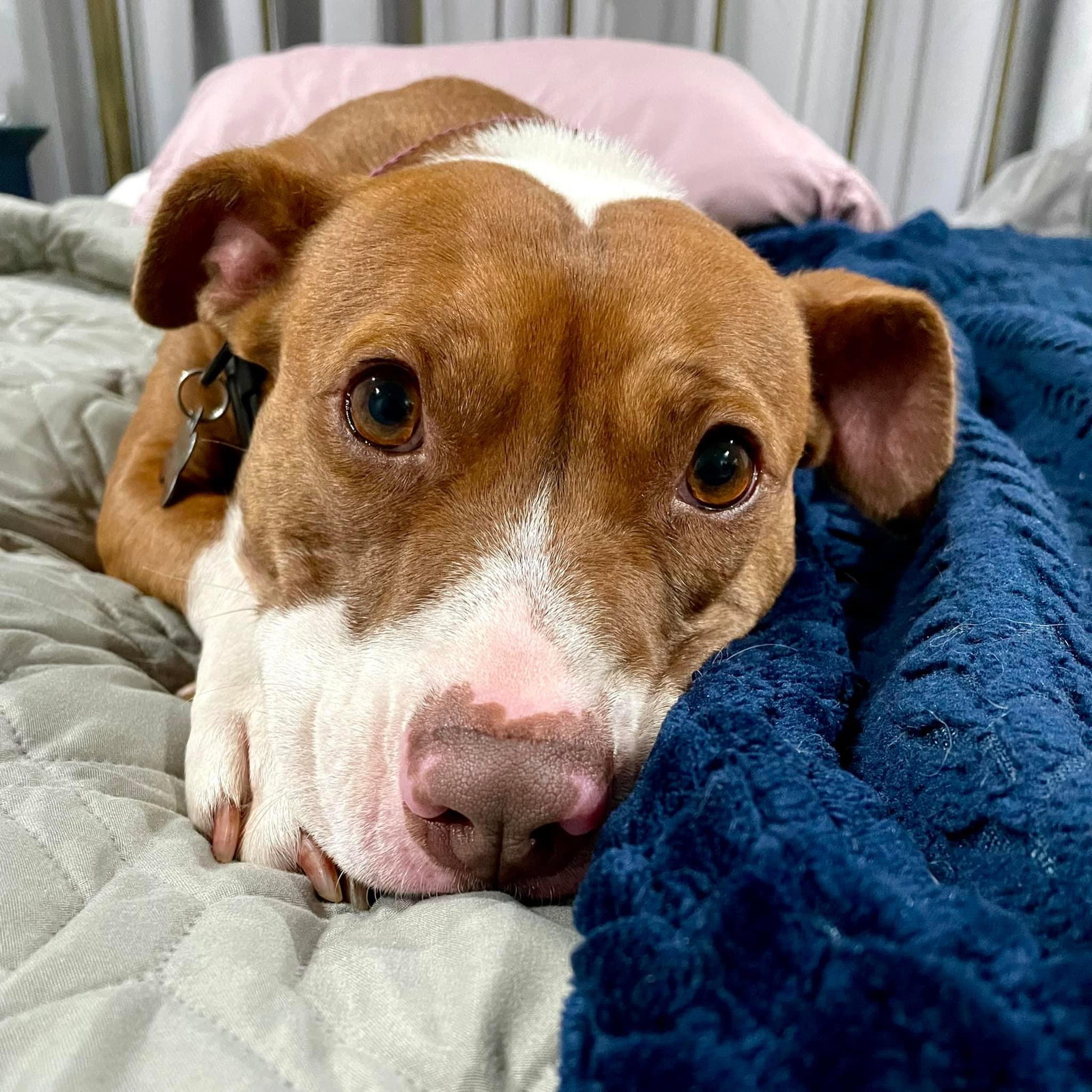 Dog for Adoption - Georgia, a Terrier in Cumming, GA | Alpha Paw