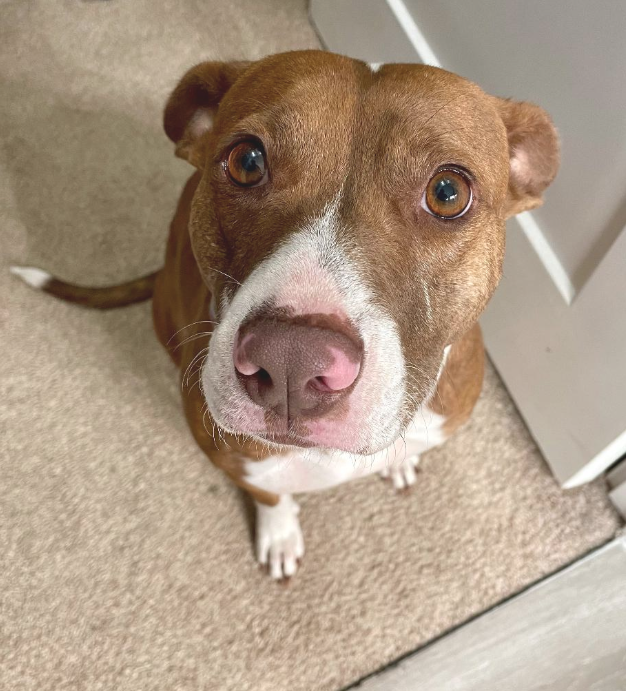 Dog for Adoption - Georgia, a Terrier in Cumming, GA | Alpha Paw