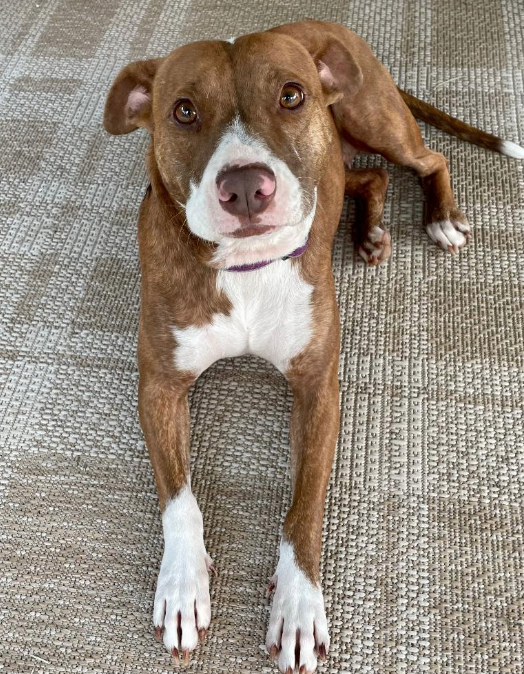 Dog for Adoption - Georgia, a Terrier in Cumming, GA | Alpha Paw