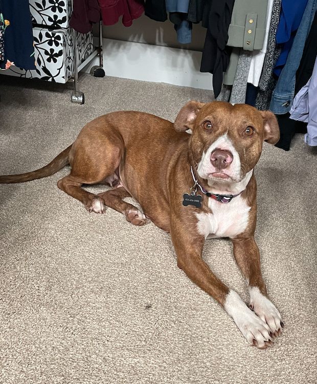 Dog for Adoption - Georgia, a Terrier in Cumming, GA | Alpha Paw