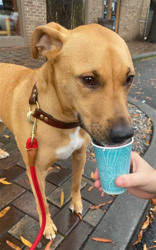 Dog for Adoption - Bishop, a Labrador Retriever in Senoia, GA | Alpha Paw