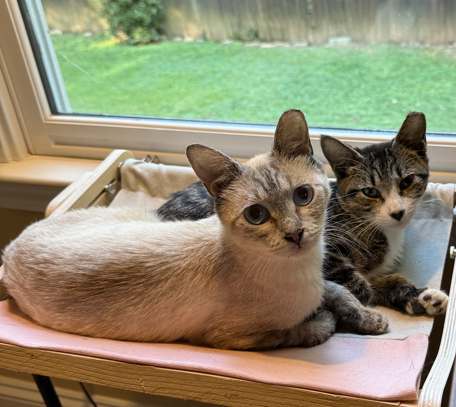 Cats for Adoption in Stone Mountain, Georgia | Alpha Paw