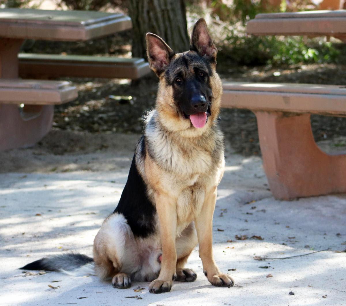 Dog for Adoption - Apollo, a German Shepherd Dog in La Jolla, CA ...