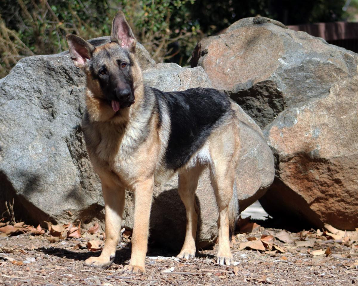 Dog for Adoption - Apollo, a German Shepherd Dog in La Jolla, CA ...