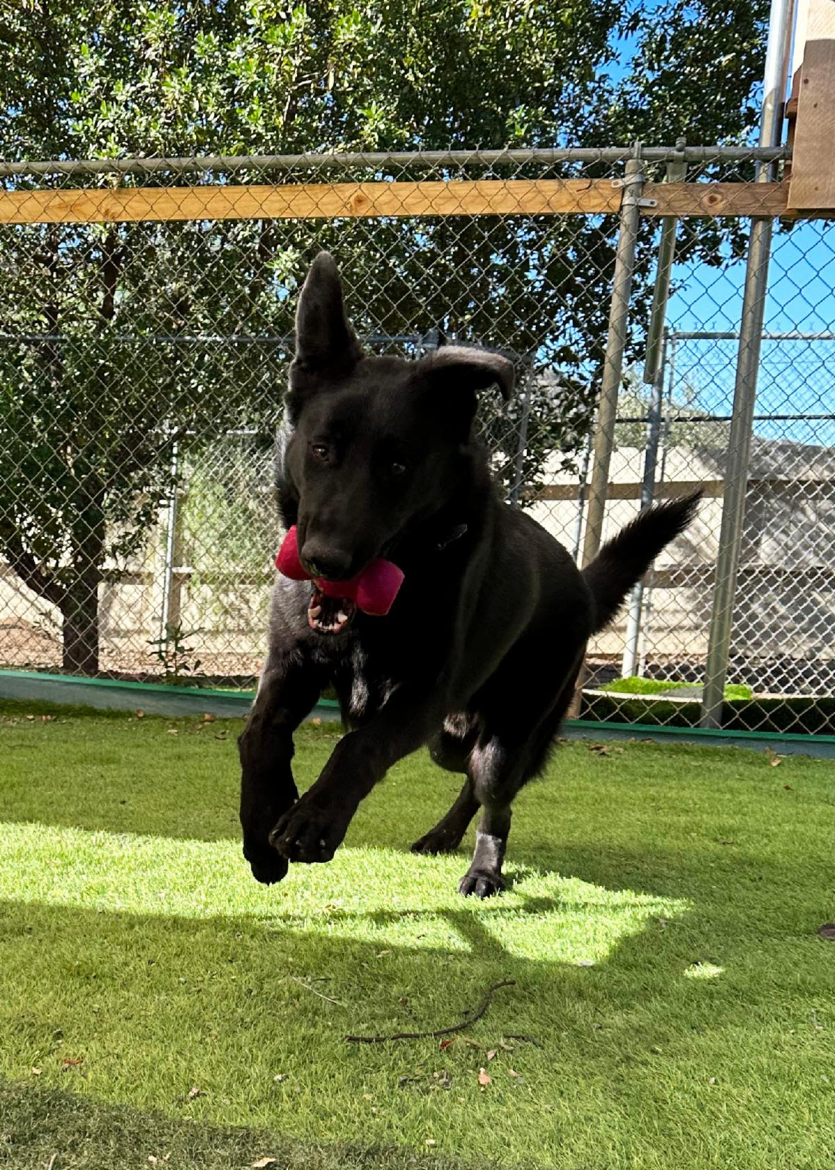 Dog for Adoption - Tyler, a German Shepherd Dog in La Jolla, CA | Alpha Paw