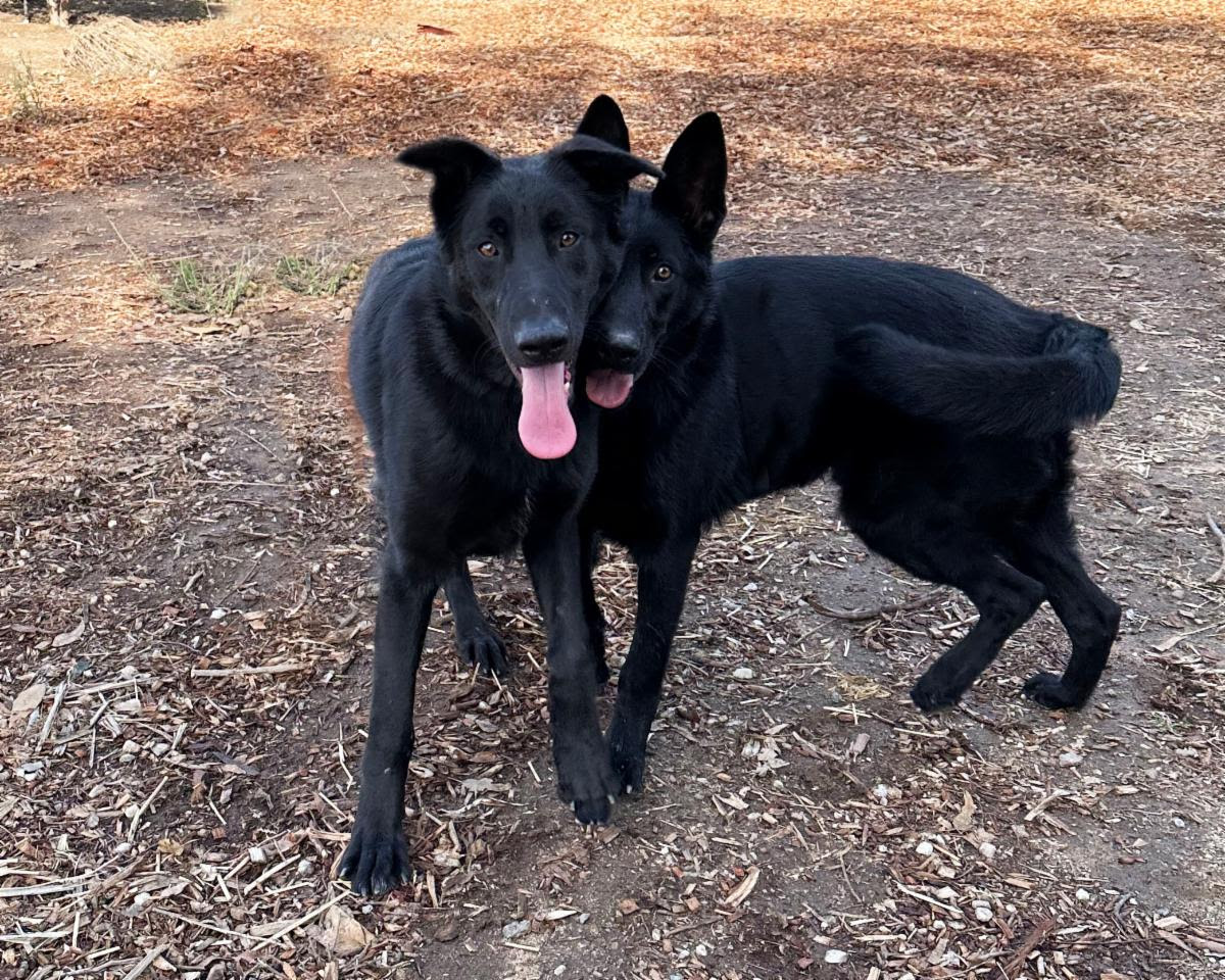 Dog for Adoption - Tyler, a German Shepherd Dog in La Jolla, CA | Alpha Paw