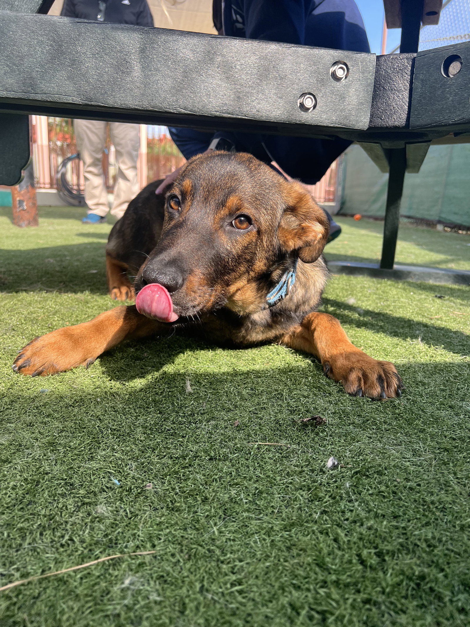 Dog for Adoption - Roku, a German Shepherd Dog in La Jolla, CA | Alpha Paw