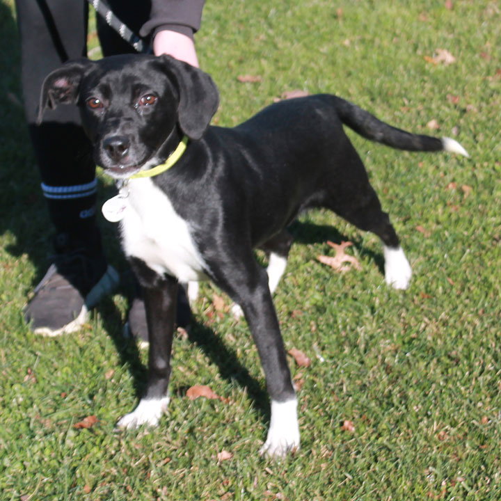 Dog for Adoption - Posie, a Border Collie in Strongsville, OH | Alpha Paw