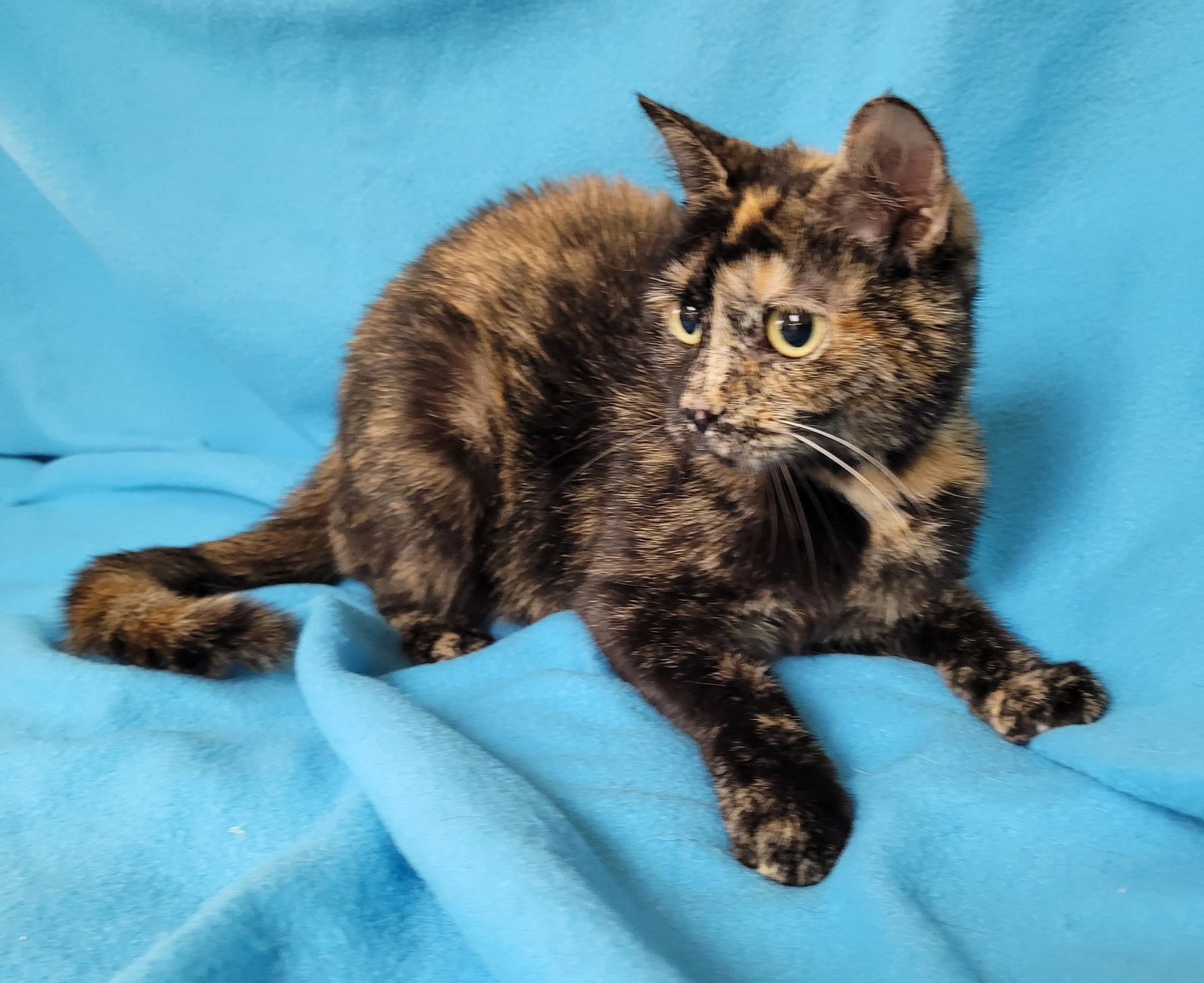 Cats for Adoption in Elkton, Virginia | Alpha Paw