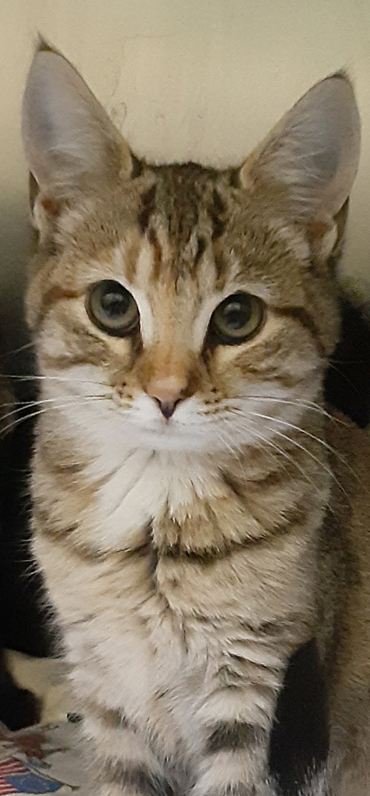 Cats for Adoption in Dooms, Virginia | Alpha Paw