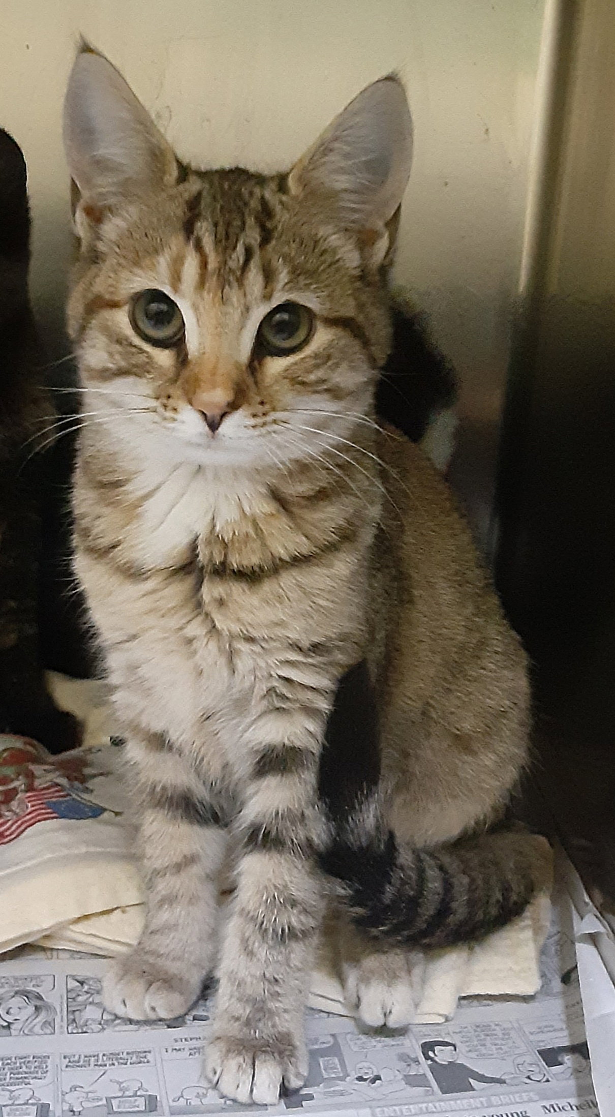 Cats for Adoption in Dooms, Virginia | Alpha Paw