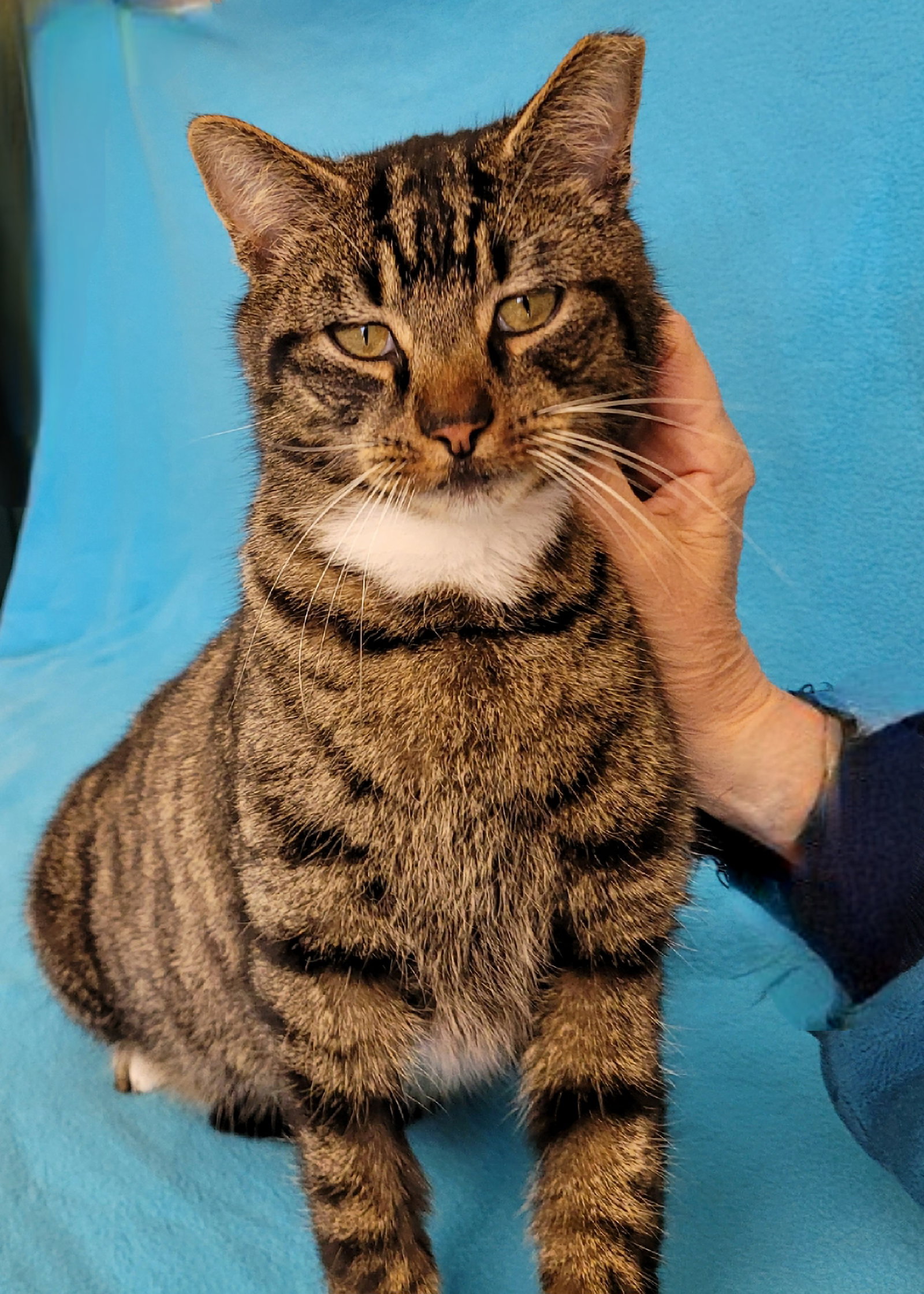 Cats for Adoption in Farmville, Virginia | Alpha Paw