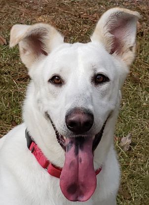 Dog for Adoption - Alissa, a German Shepherd Dog in Hernando County, FL ...