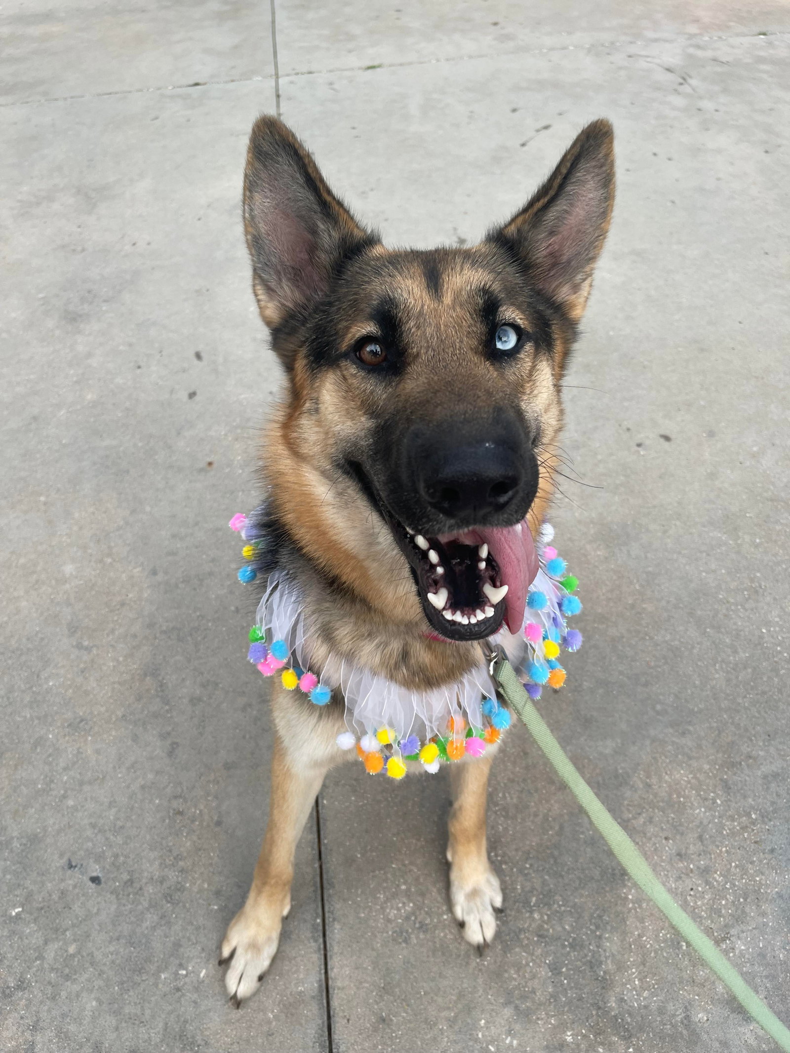 Dog for Adoption - Tilly - courtesy post, a German Shepherd Dog in ...