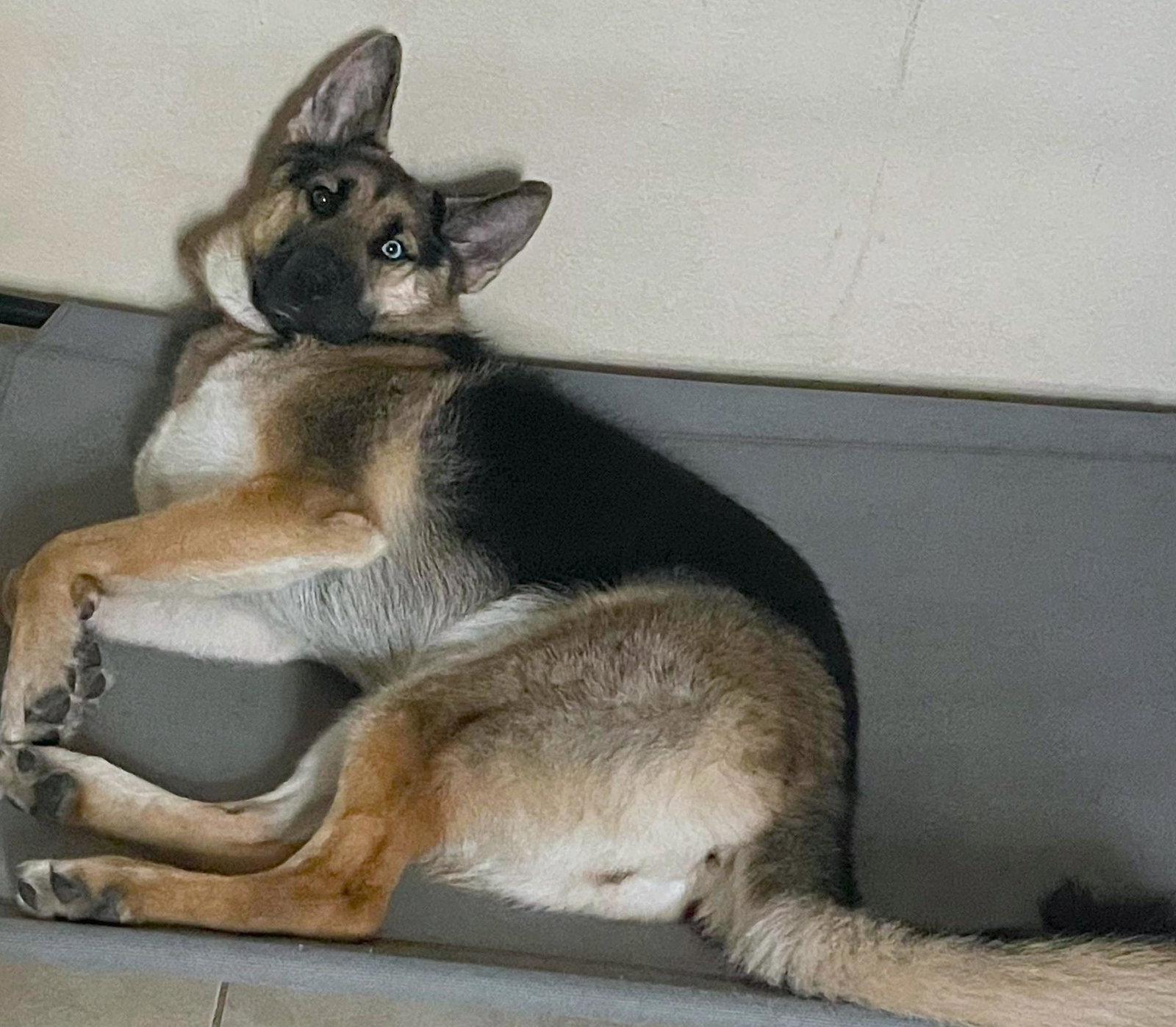 Dog for Adoption - Tilly - courtesy post, a German Shepherd Dog in ...