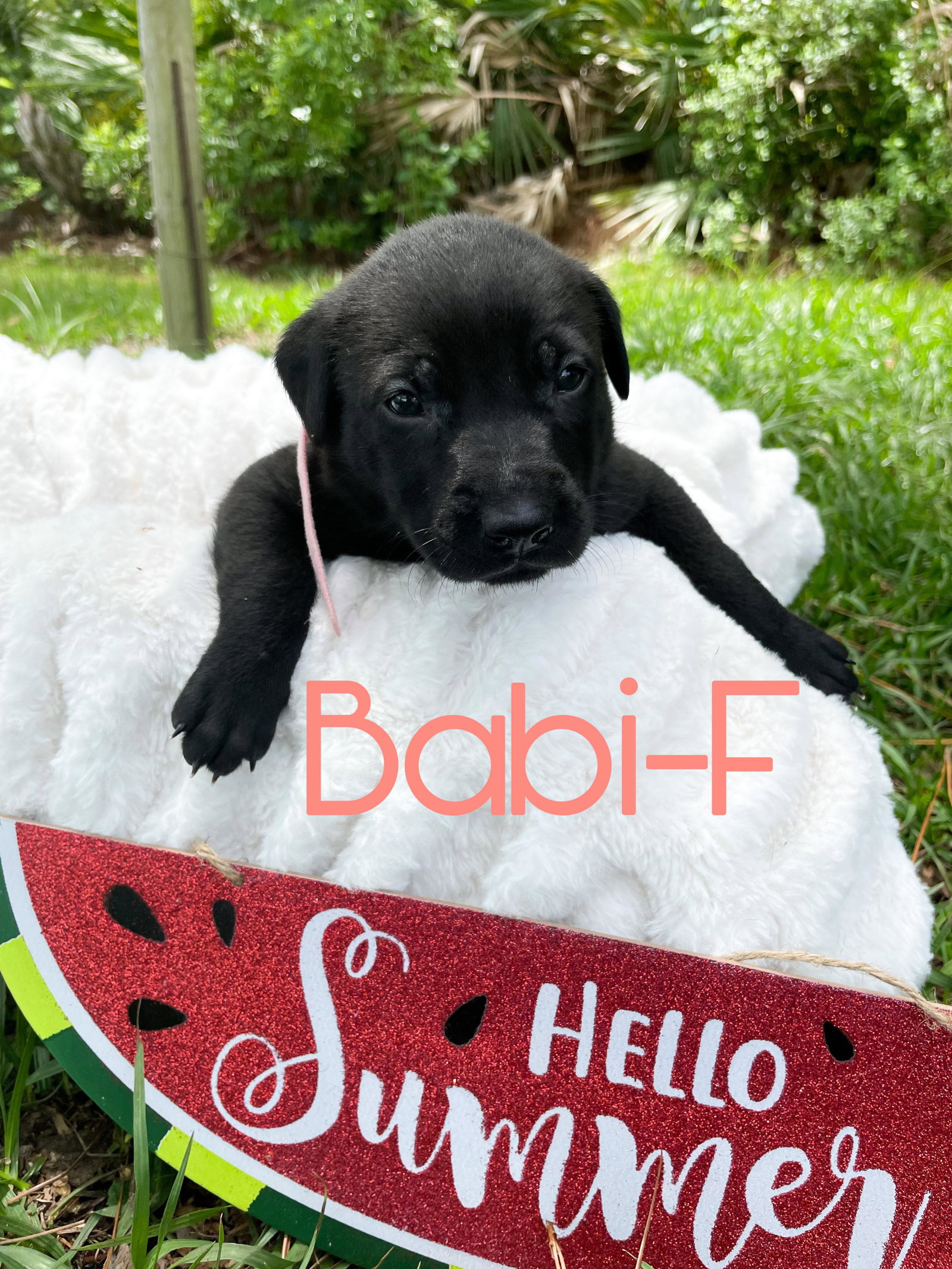 Dog for Adoption - Babi -adoption pending- not available, a Belgian ...