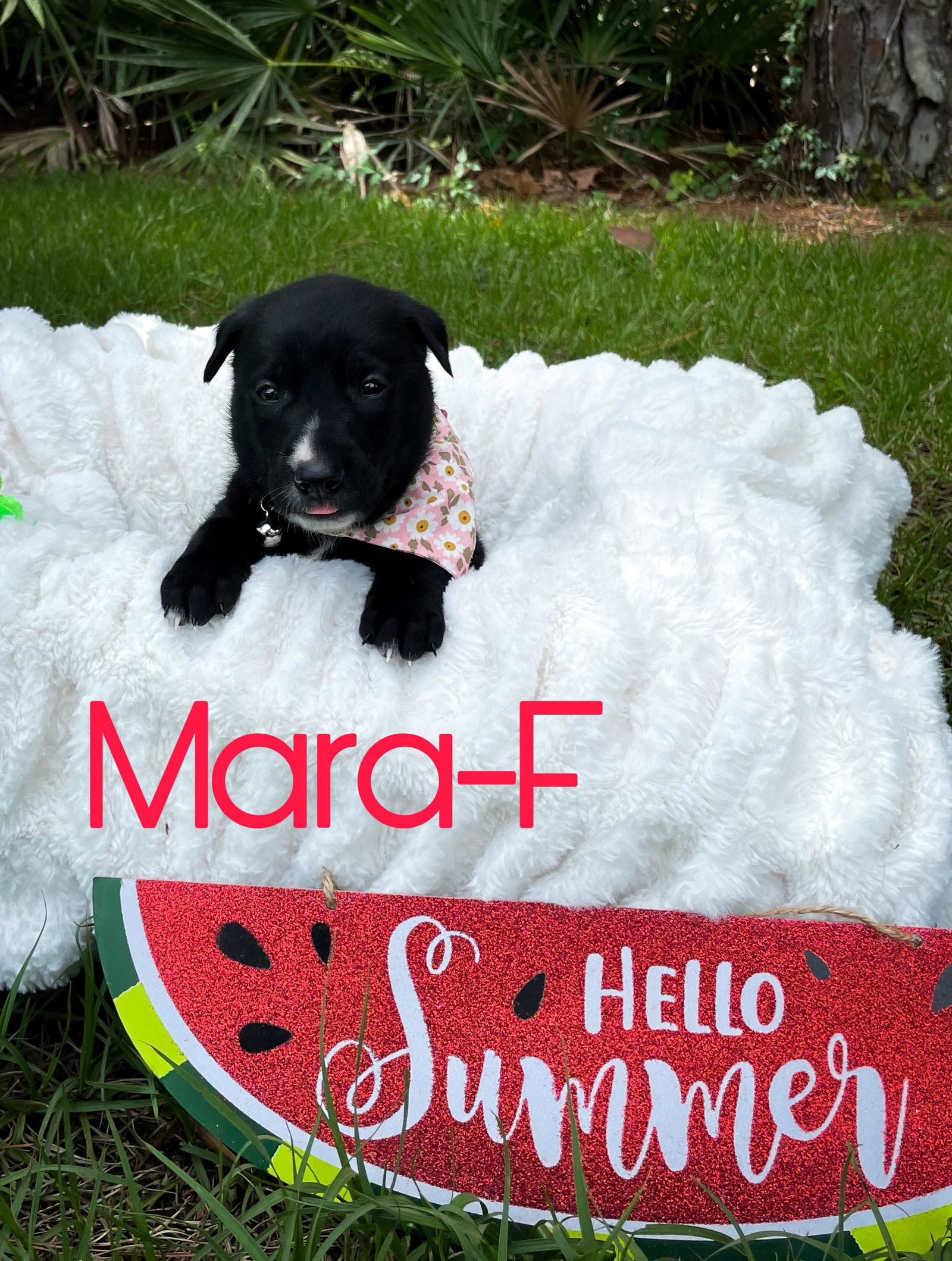 Dog for Adoption - Mara - adoption pending - not available, a Belgian ...