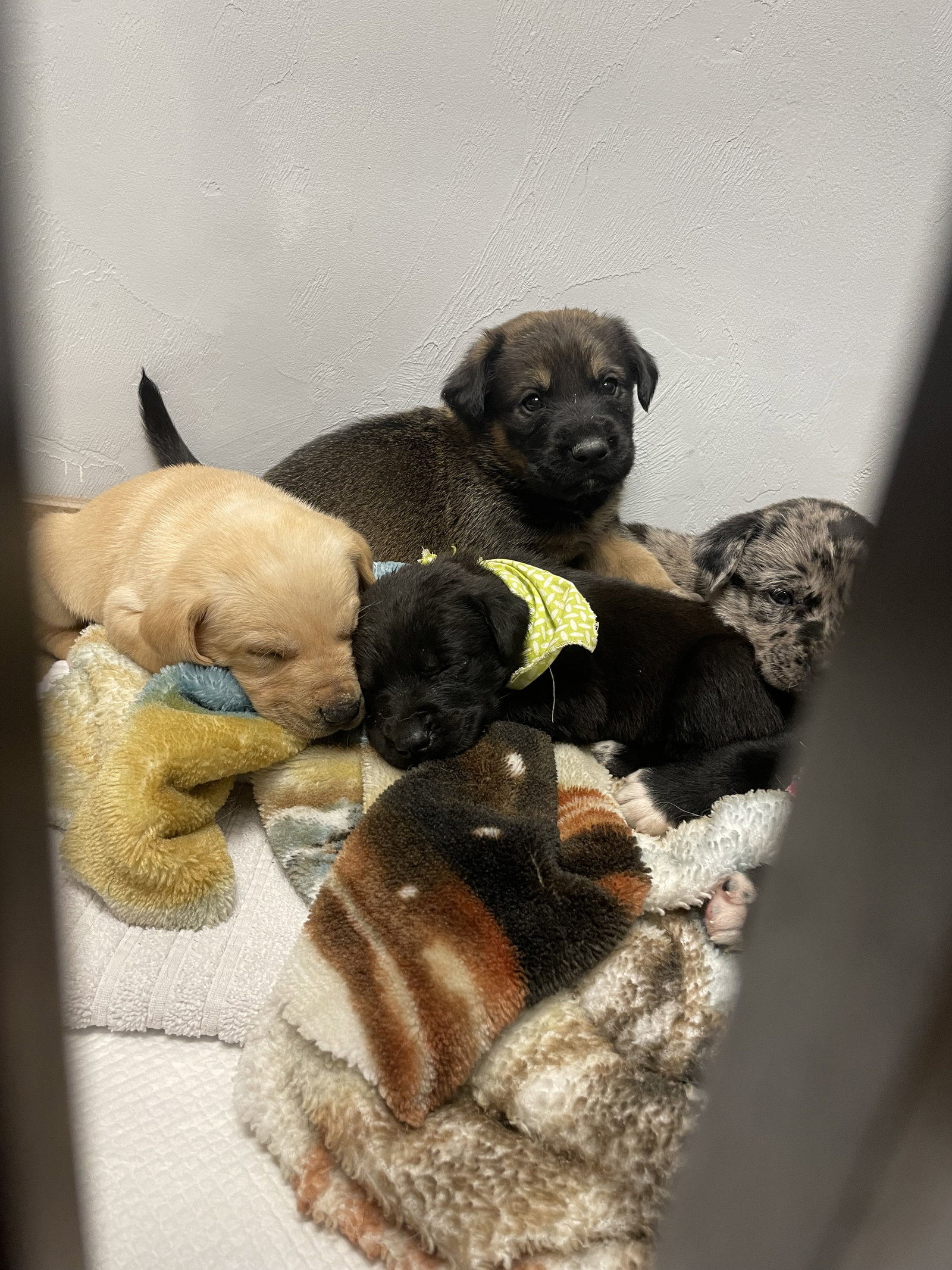 Dog for Adoption - Lily pup Dill, a Great Dane in Gandy, FL | Alpha Paw