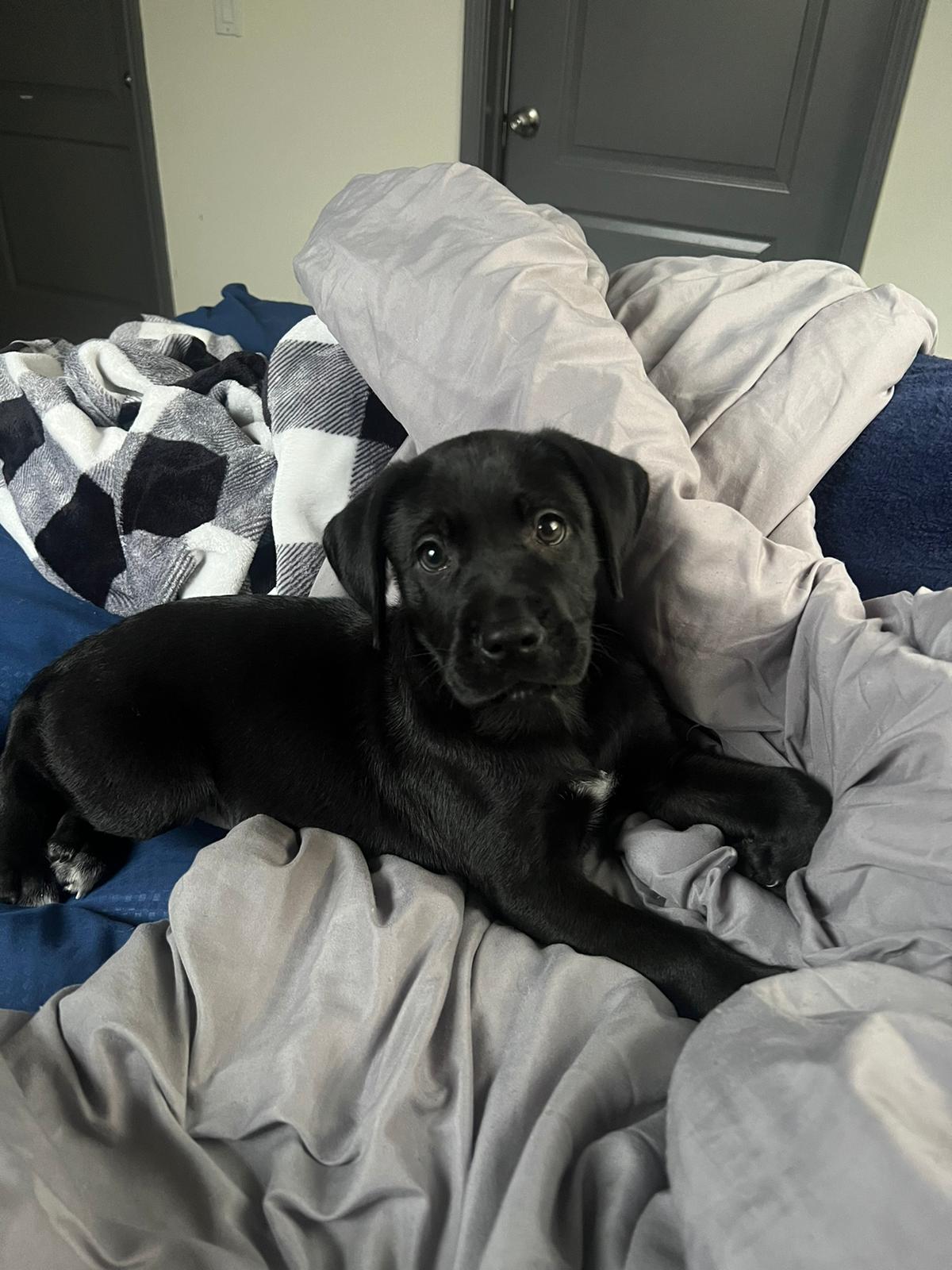 Dog for Adoption - Rosemary-Adoption pending, a Great Dane in Pebble ...