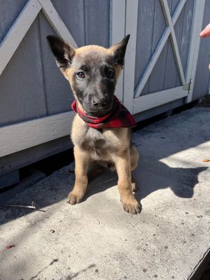 Dog for Adoption - Forrest, a Belgian Shepherd Malinois in Progress Village, FL | Alpha Paw