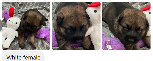 Dog for Adoption - Miracle Pup - White - adoption pending, a German ...