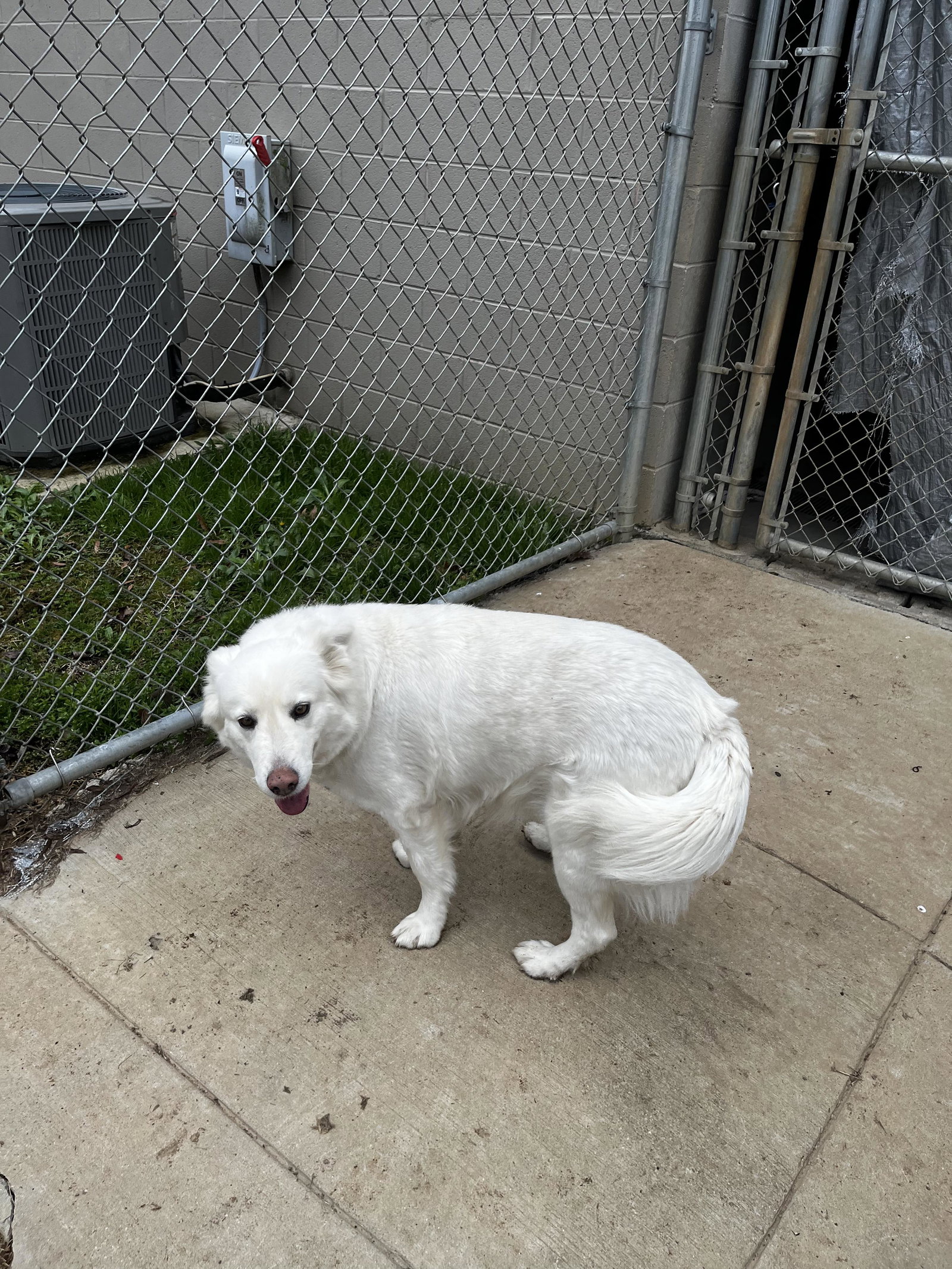 Dog for Adoption - URGENT Piper, a Shepherd in Redington Shores, FL ...