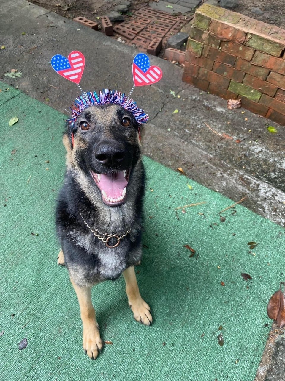 Dog for Adoption - Allie, a German Shepherd Dog in Redington Beach, FL ...