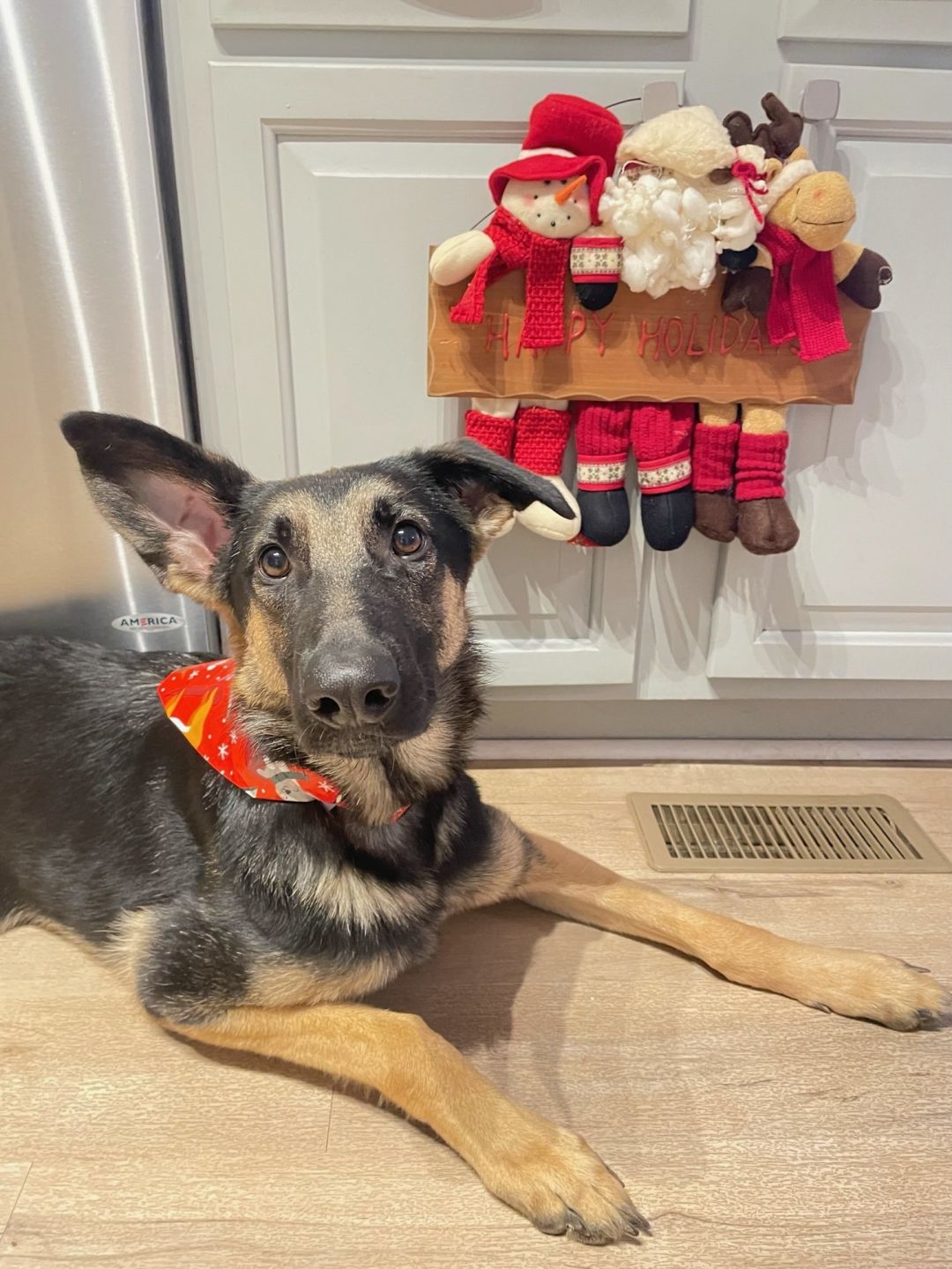Dog for Adoption - Allie, a German Shepherd Dog in Redington Beach, FL ...