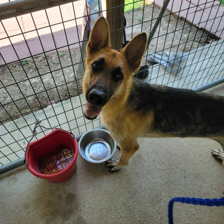 Dog for Adoption - Dru, a German Shepherd Dog in Anna Maria, FL | Alpha Paw