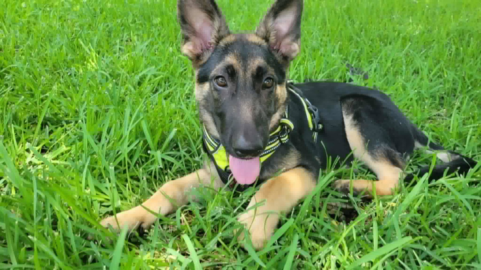 Dog for Adoption - Charley, a German Shepherd Dog in Meadow Oaks, FL ...