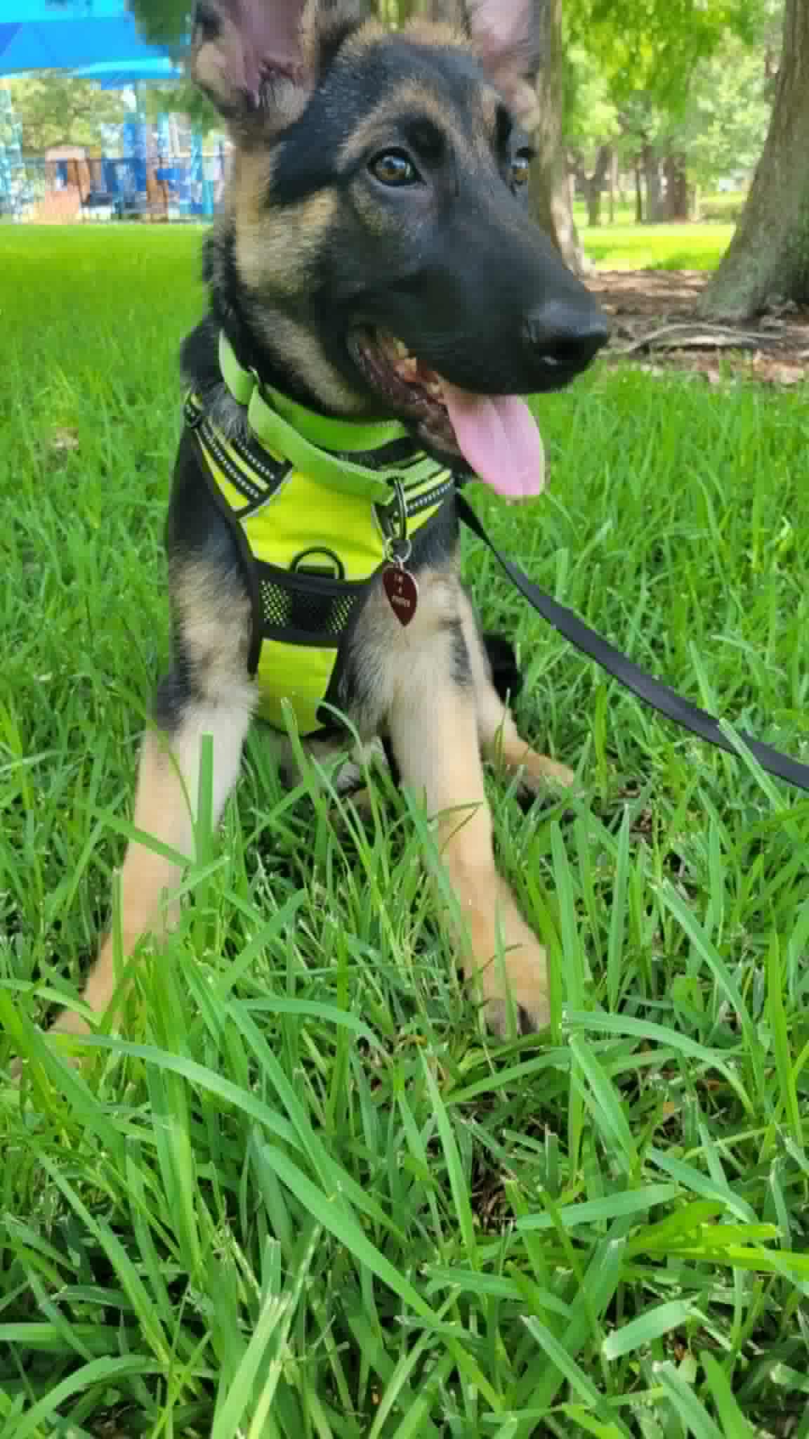 Dog for Adoption - Charley, a German Shepherd Dog in Meadow Oaks, FL ...