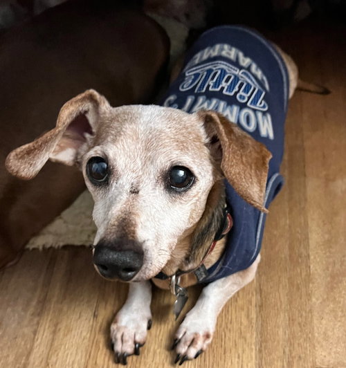 Available Dogs - Dachshund Lovers Of Texas Rescue - Dallas, Texas