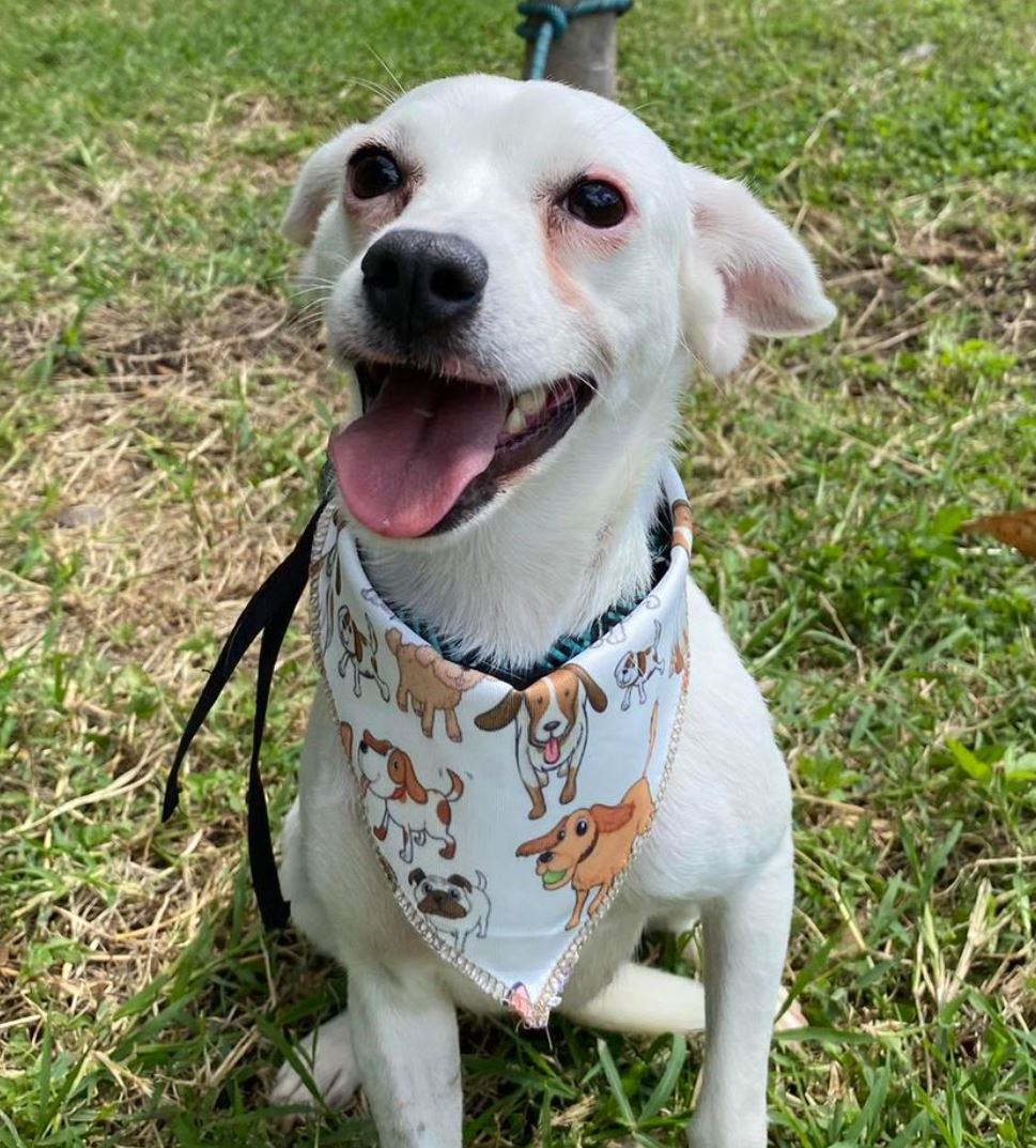 Dog for Adoption - MAUREEN ROBINSON - adopted, a Rat Terrier in ...