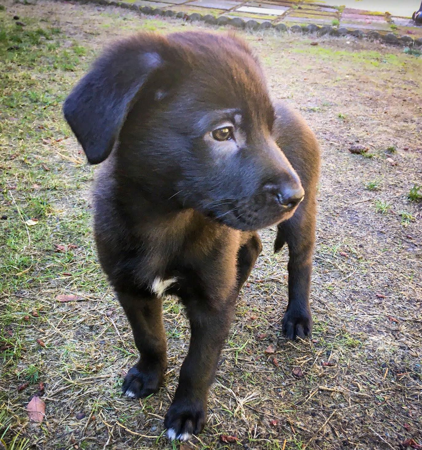 Dog for Adoption - KENT TOROKVEI, a Labrador Retriever in Machias, WA ...