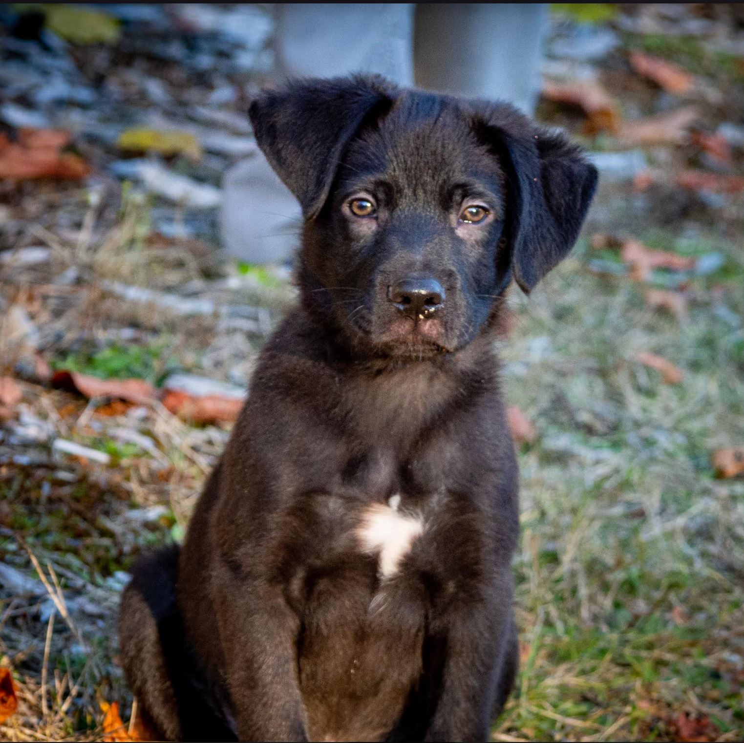 Dog for Adoption - KENT TOROKVEI, a Labrador Retriever in Riverbend, WA ...