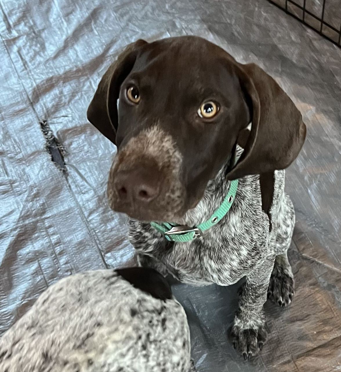Dog for Adoption - LIAM WALKER - adopted, a German Shorthaired Pointer ...