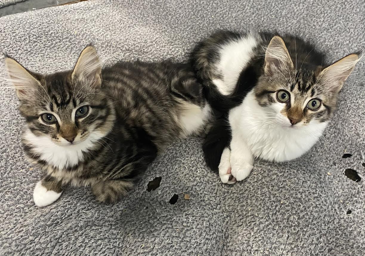Cats for Adoption in Bunk Foss, Washington | Alpha Paw