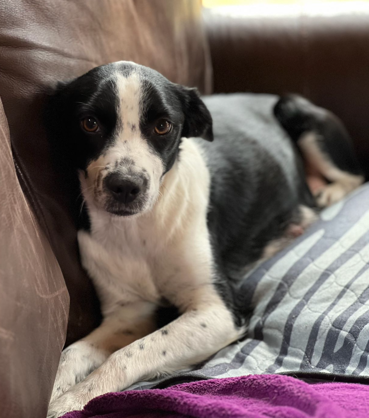 Dog for Adoption - LARISSA WEEMS - adopted, a Terrier in Tacoma, WA ...