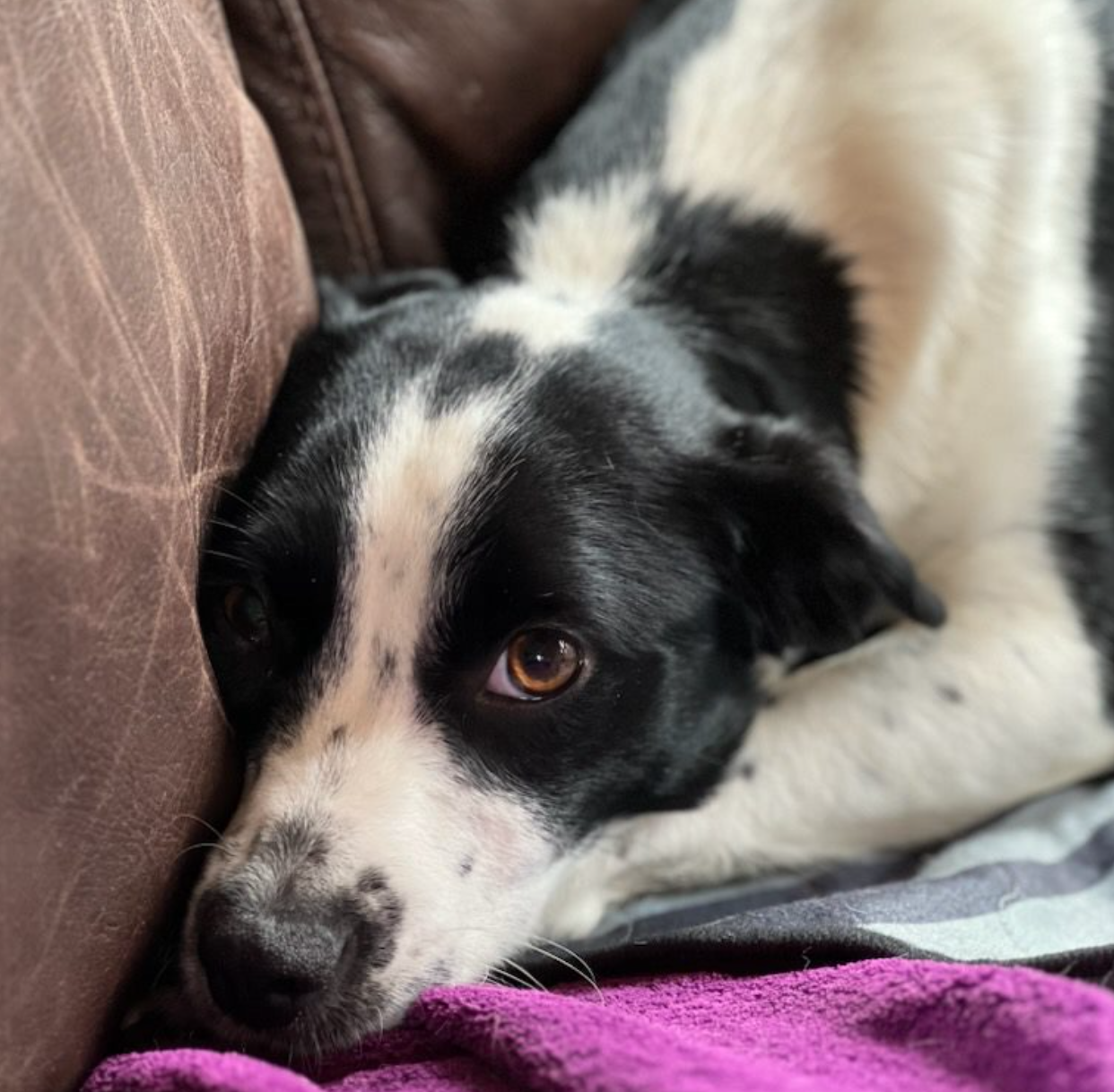 Dog for Adoption - LARISSA WEEMS - adopted, a Terrier in Tacoma, WA ...