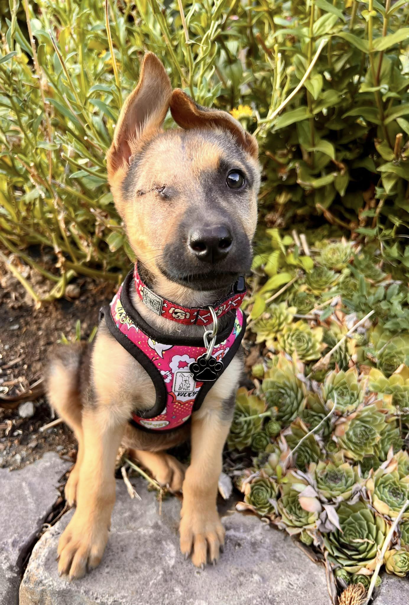 Dog for Adoption - COMMANDER FRANCESCA COOK, a German Shepherd Dog in ...
