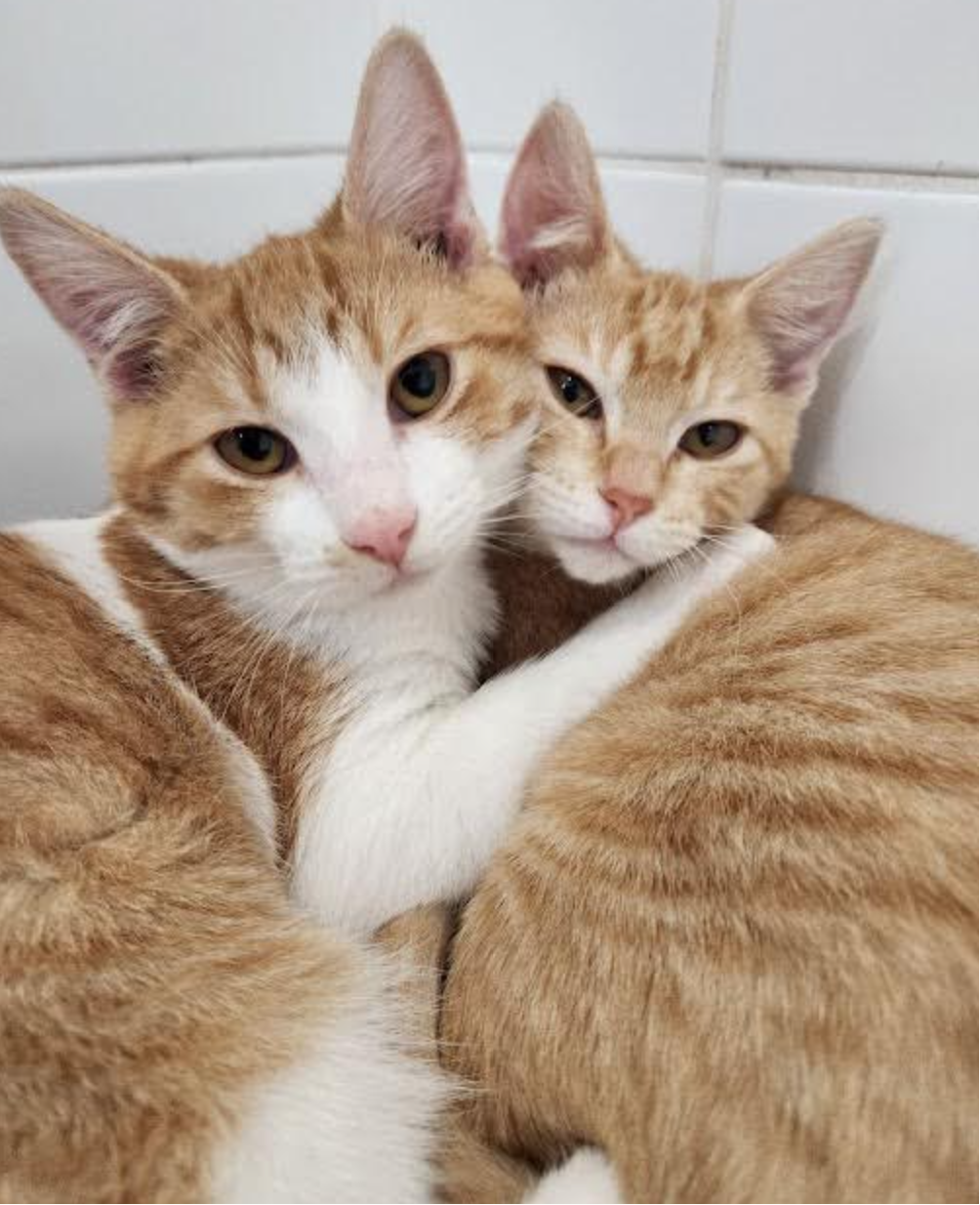 Cats for Adoption in Kitsap County, Washington | Alpha Paw