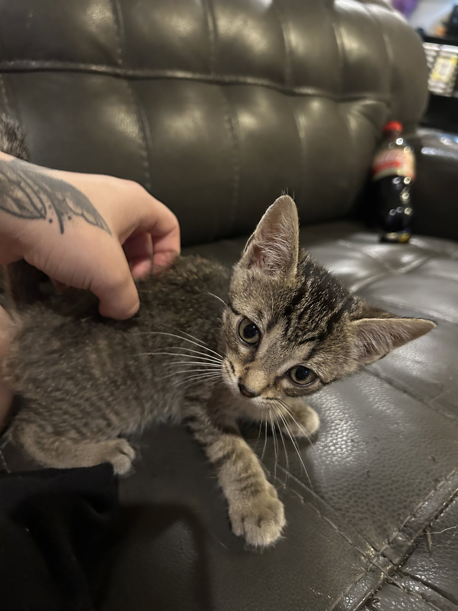 Cat adoption in Spring, TX 77393: Tabby / Mixed Cat "Missy"