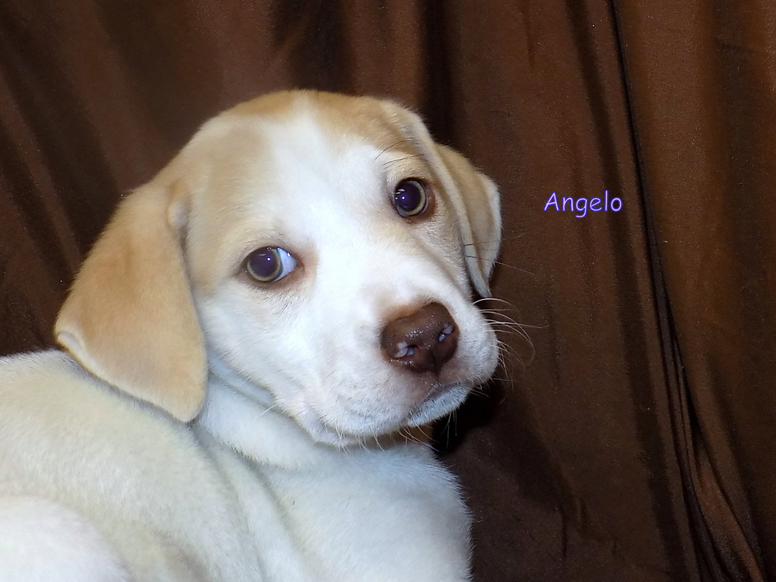 Angelo's Web Page